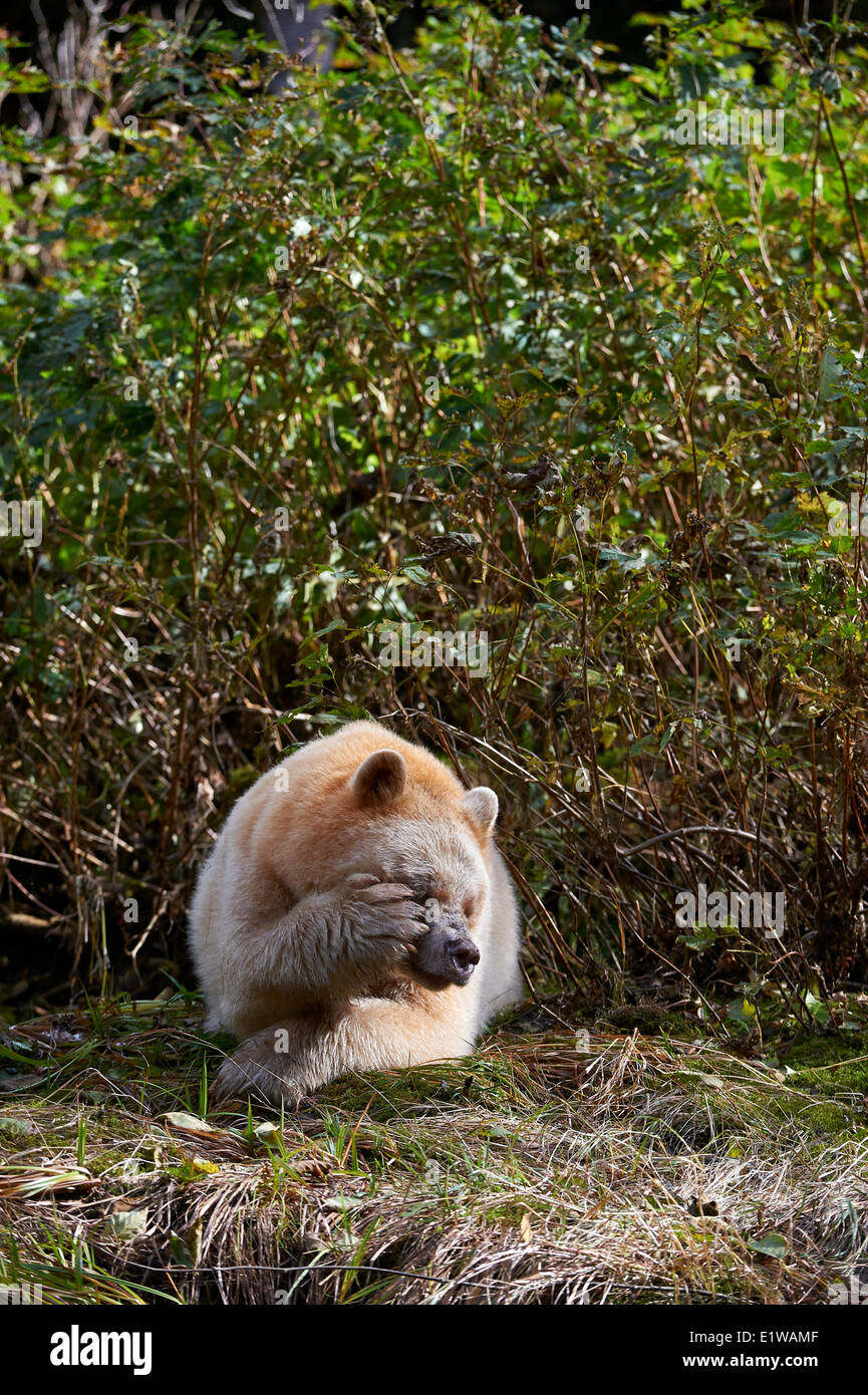 Ursus americanus kermodei also known as the spirit bear hi-res stock ...