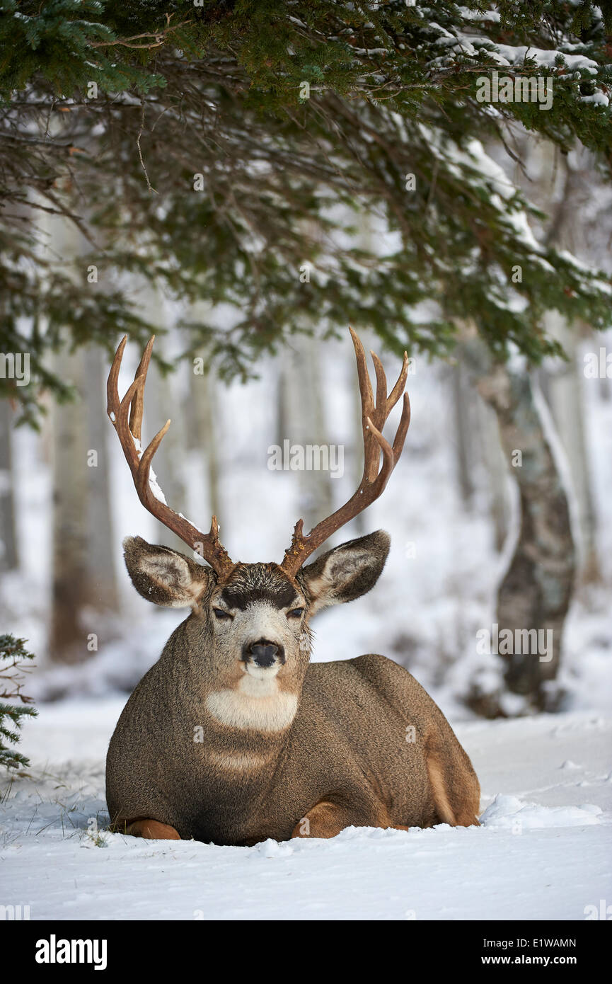 Mule Deer Buck, (odocoileus hemionus) Waterton Lakes National Park ...