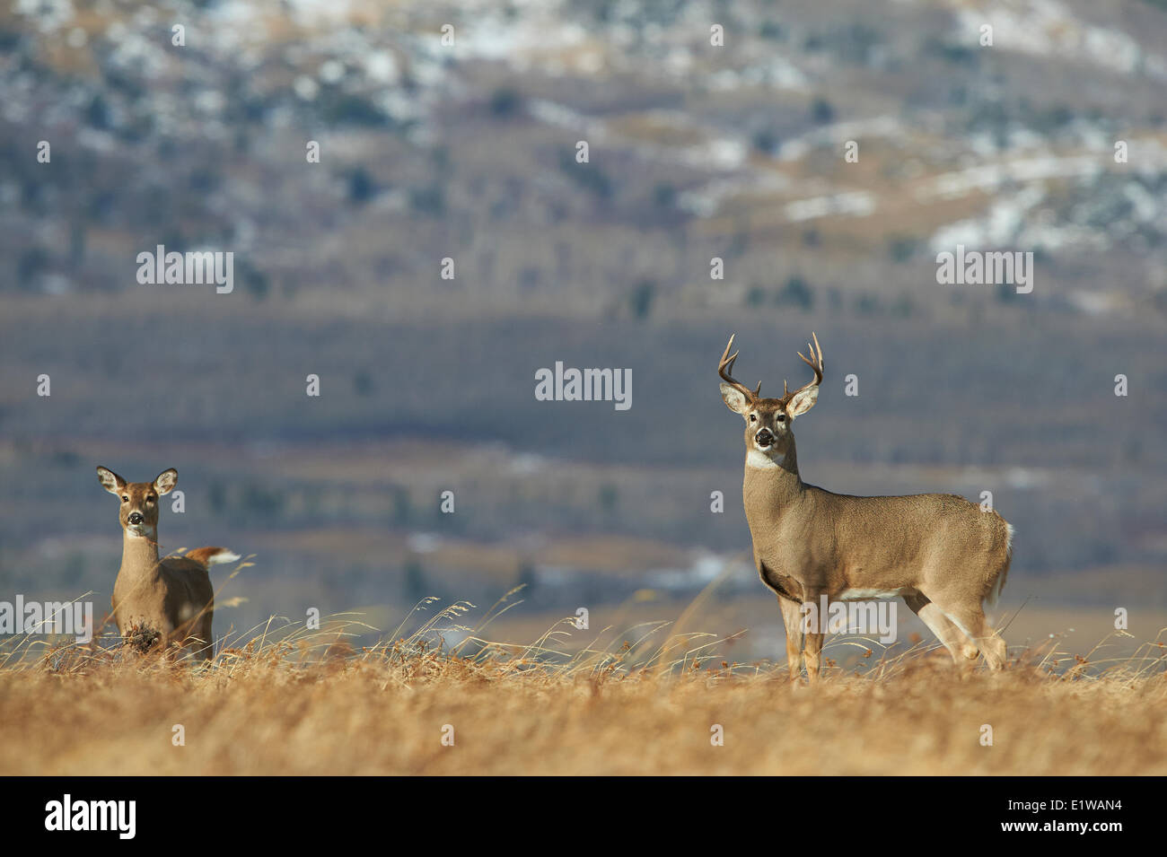 White tail deer doe and buck hi-res stock photography and images - Alamy