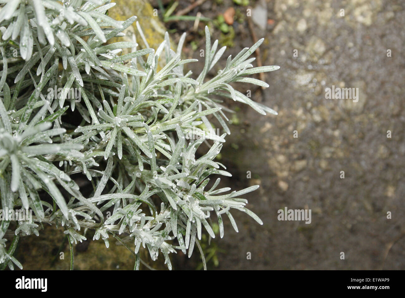 Curry plant growing in rockery Helichrysum italicum Stock Photo - Alamy