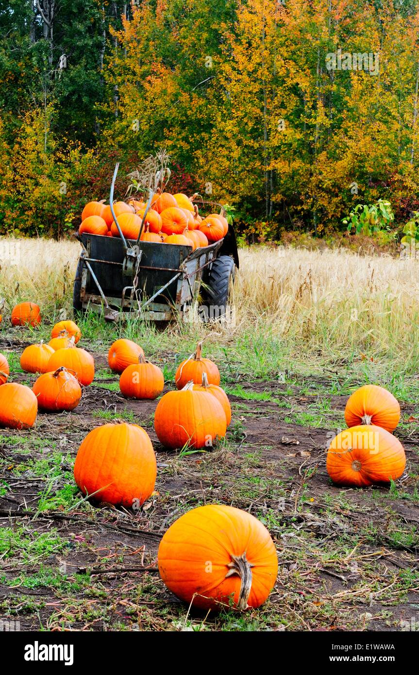 Canada Harvest Fruit High Resolution Stock Photography and Images - Alamy