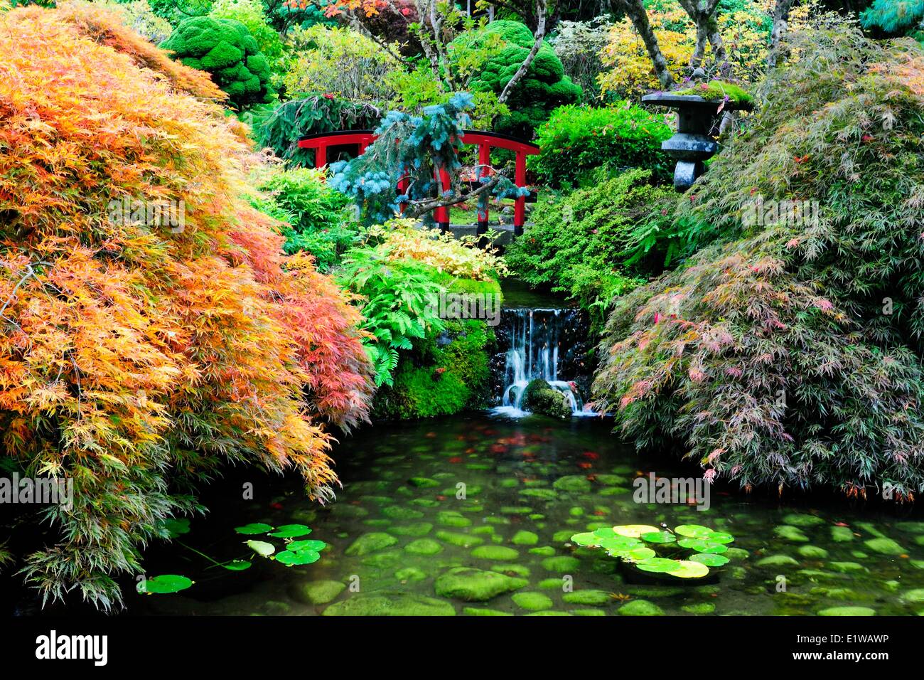 British columbia canada garden japanese garden maple bridge hi-res ...