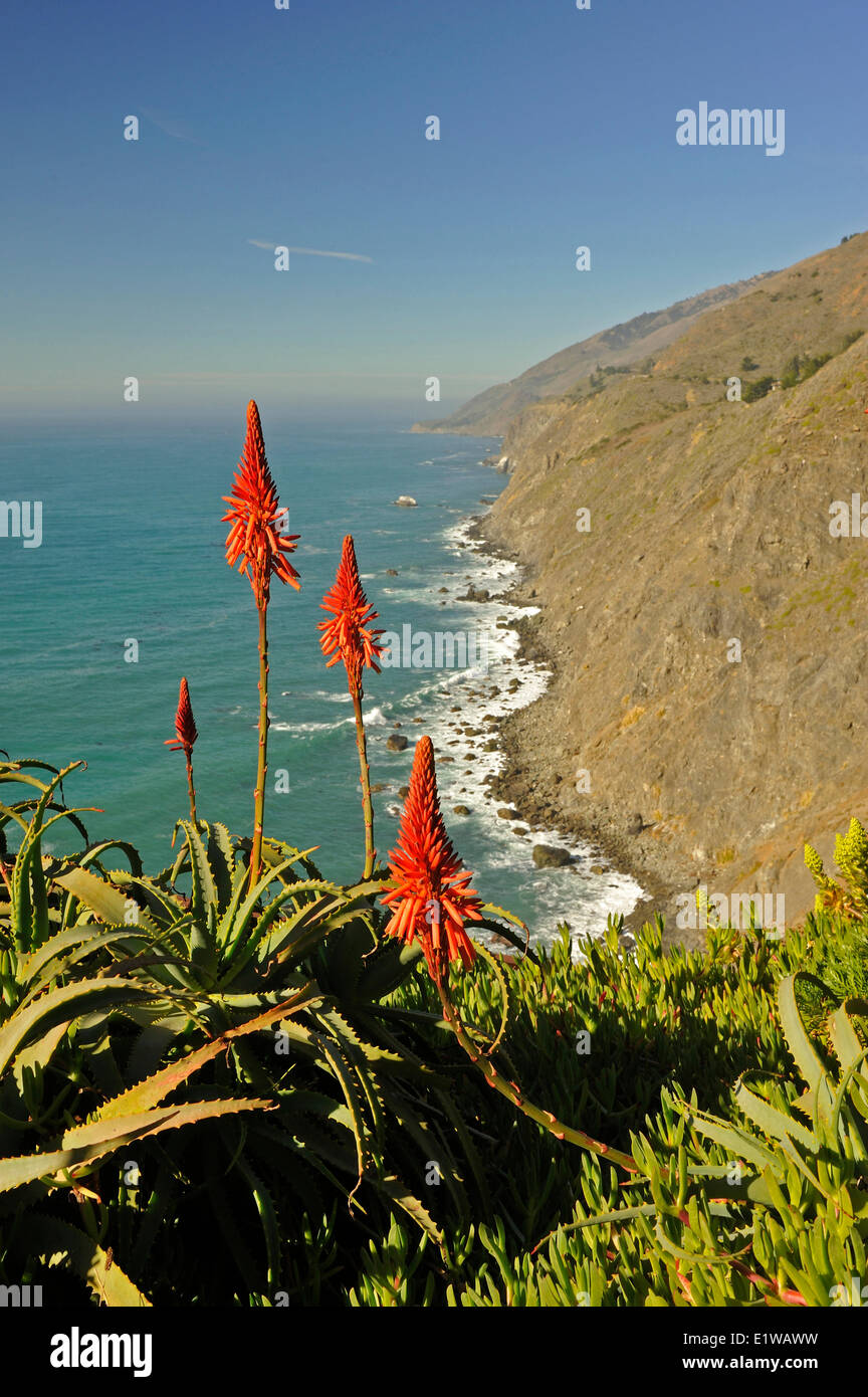 Aloe vera, Aloe spp, flowers, Ragged Point, California, USA Stock Photo ...