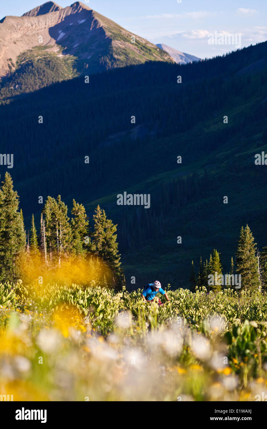 A male mountain biker rides the 401 Trail, Crested Butte, CO Stock ...