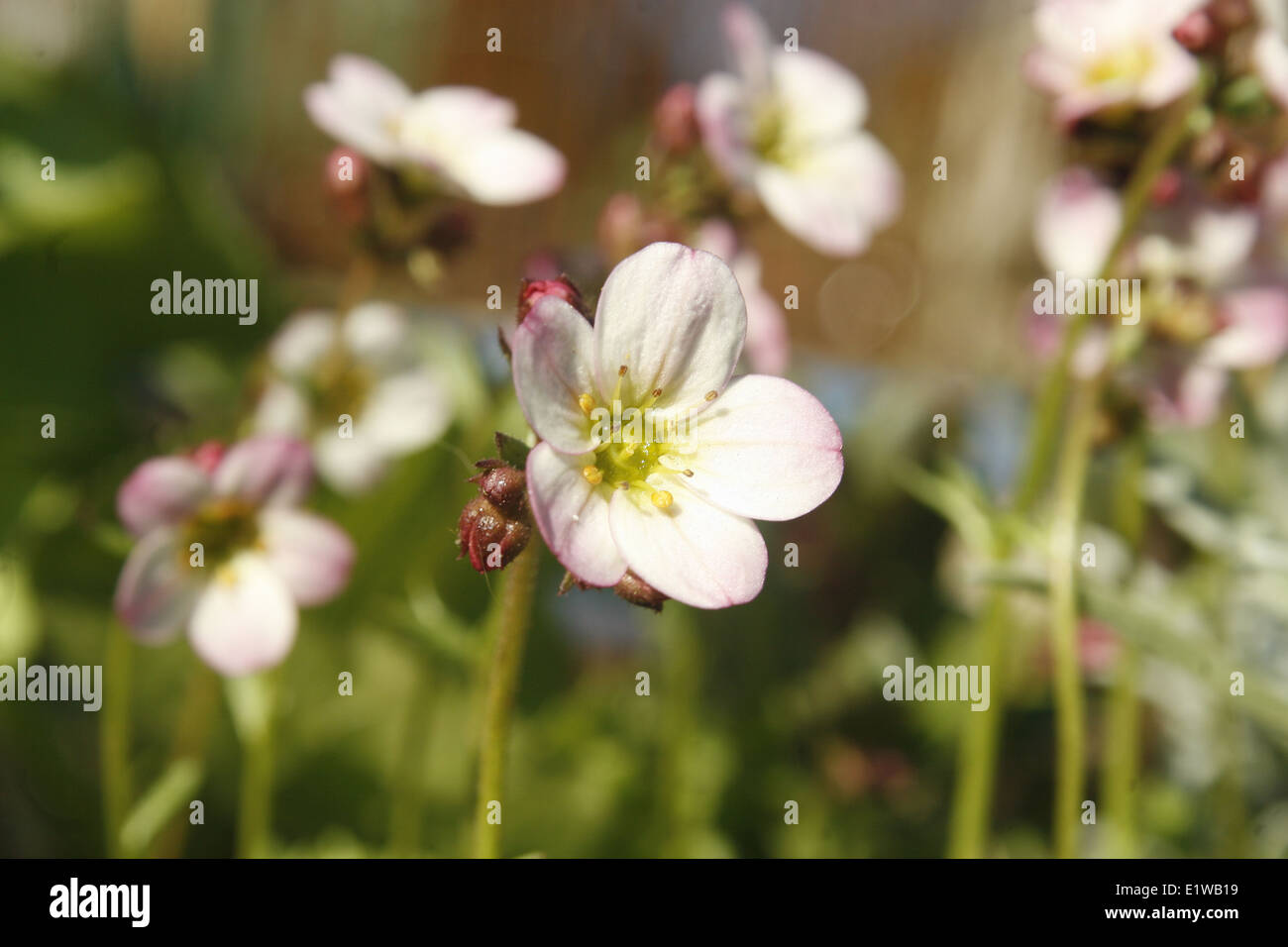 saxifrage plant growing in rockery Saxifraga oppositifolia Stock Photo ...
