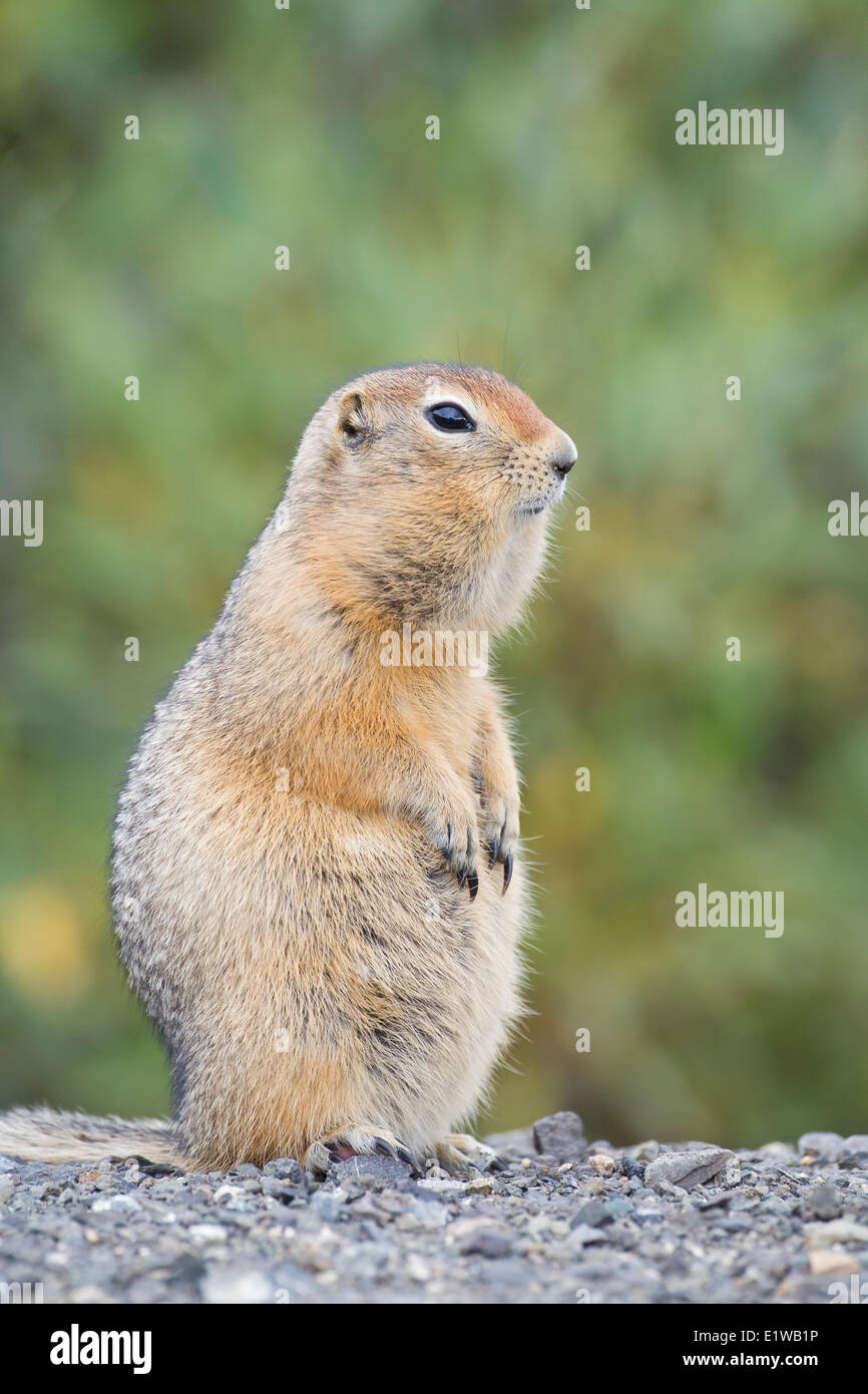 Side on view of squirrel hi-res stock photography and images - Alamy
