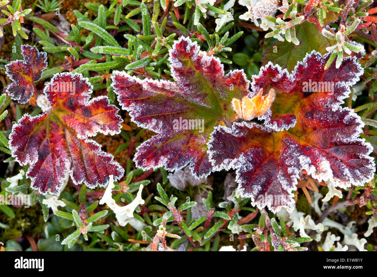 Chamaemorus hi-res stock photography and images - Alamy
