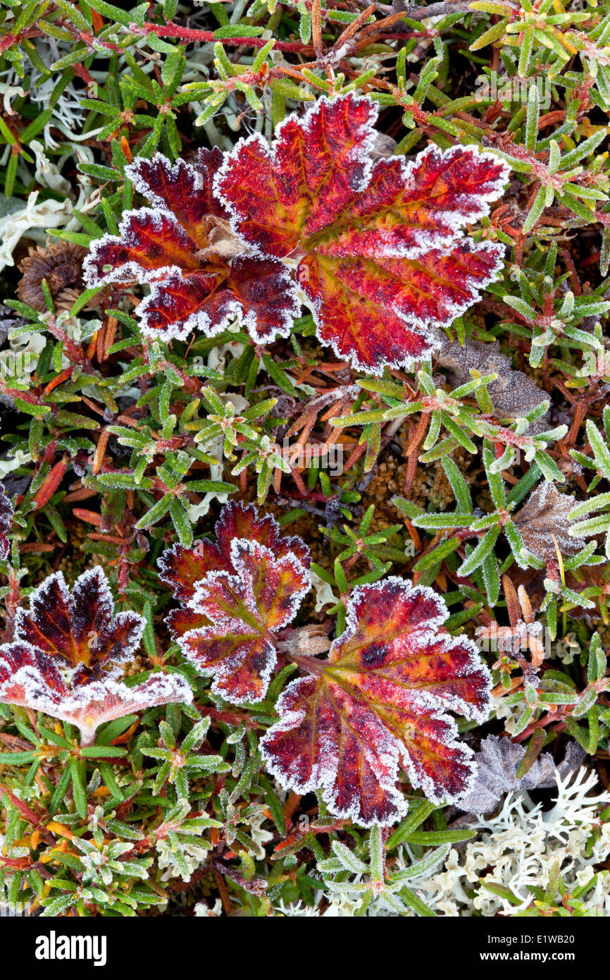 Chamaemorus hi-res stock photography and images - Alamy