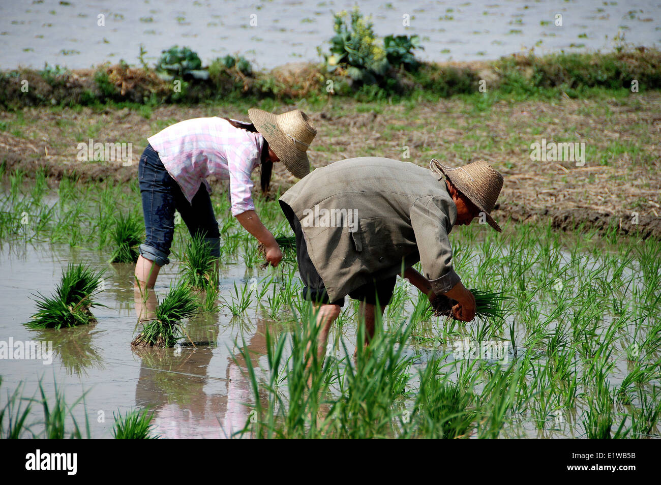 SICHUAN PROVINCE, CHINA: Two farmers planting young rice seedlings ...