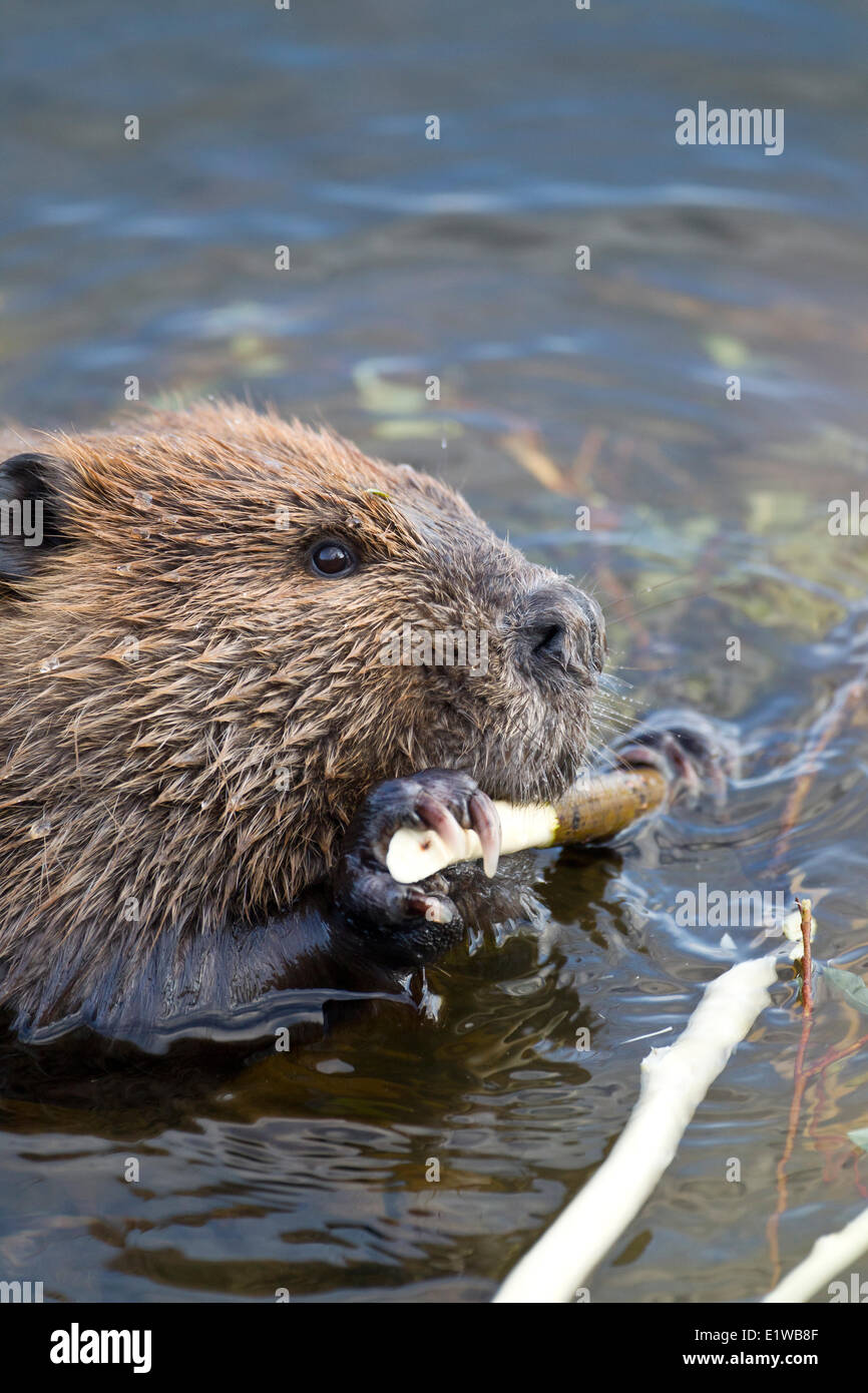 Beaver chewing hi-res stock photography and images - Alamy