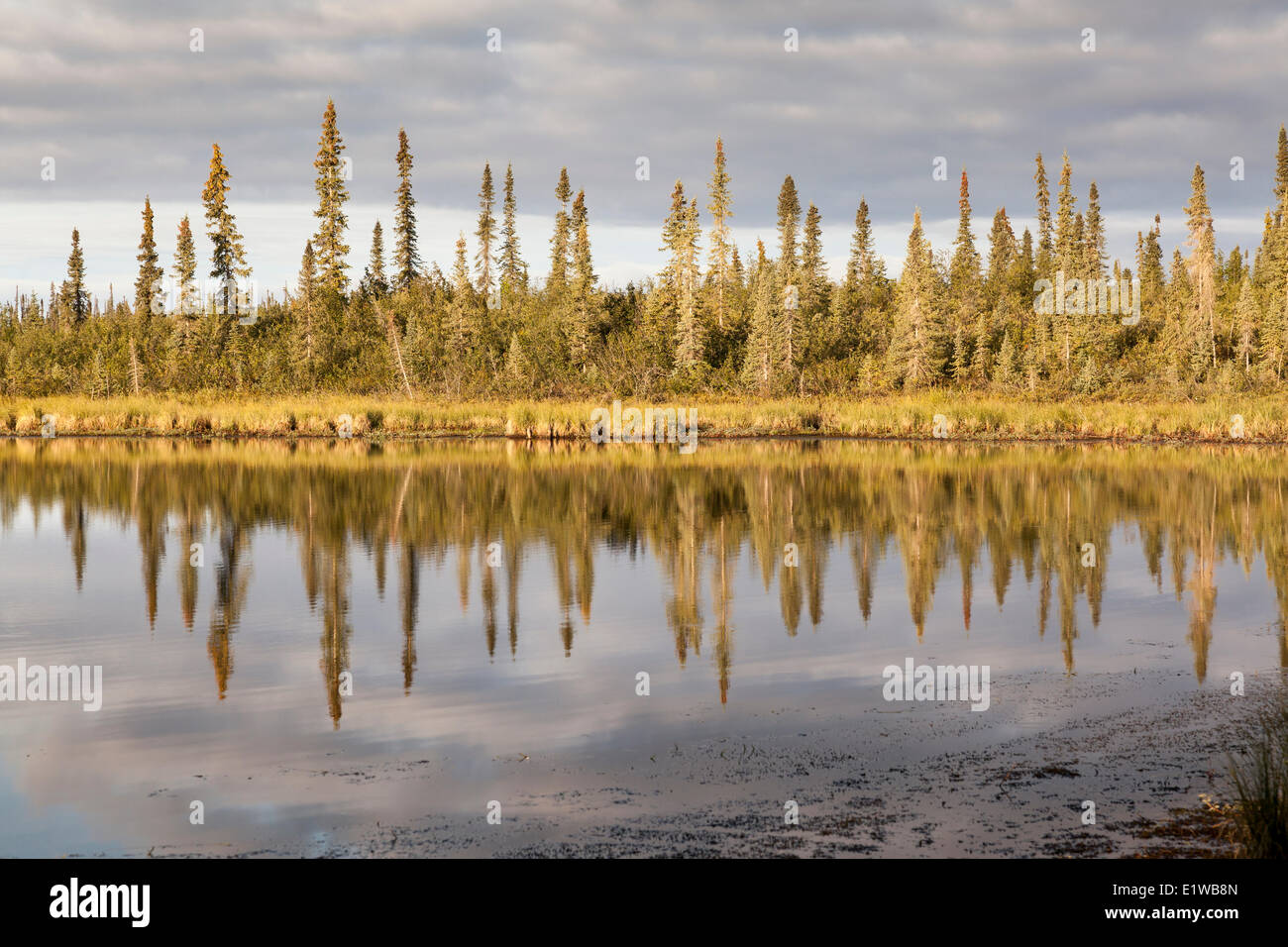 Lakes in taiga hi-res stock photography and images - Alamy