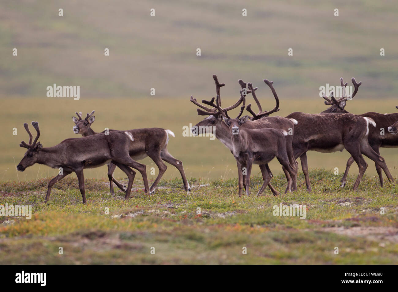 Arctic Tundra Animal Herd High Resolution Stock Photography and Images ...