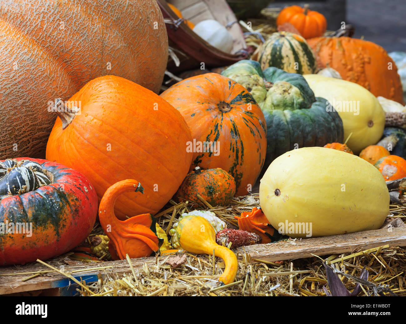 Thanksgiving display of fall harvest, pumpkins, squash and gourds, Mont ...