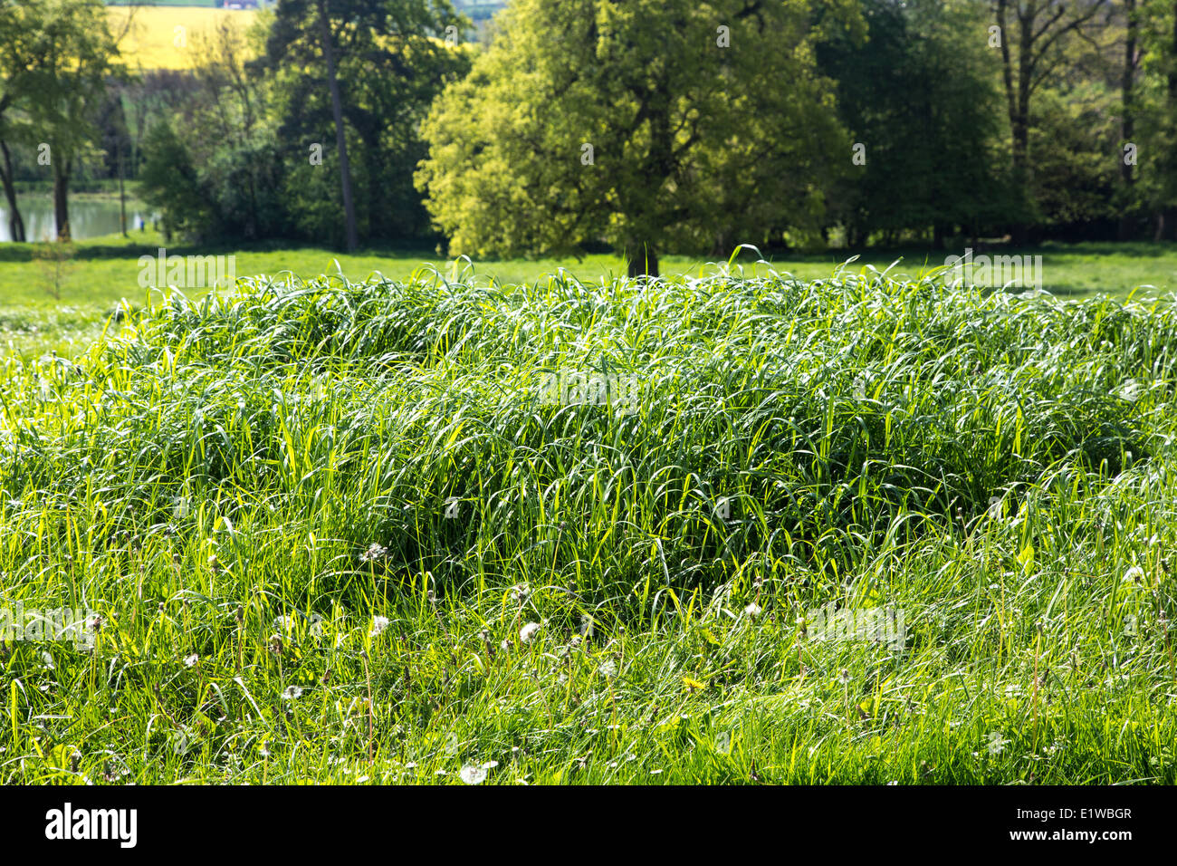 English countryside in may hi-res stock photography and images - Alamy