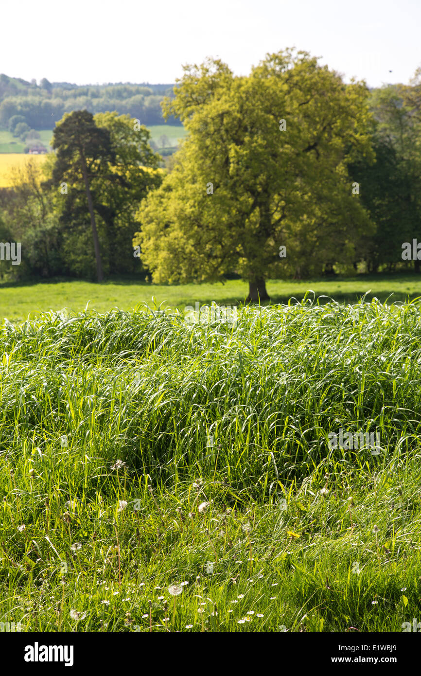 English countryside in may hi-res stock photography and images - Alamy
