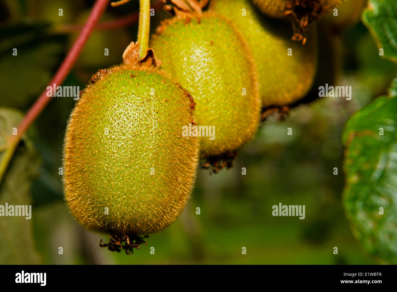 Puke Fruit High Resolution Stock Photography and Images - Alamy