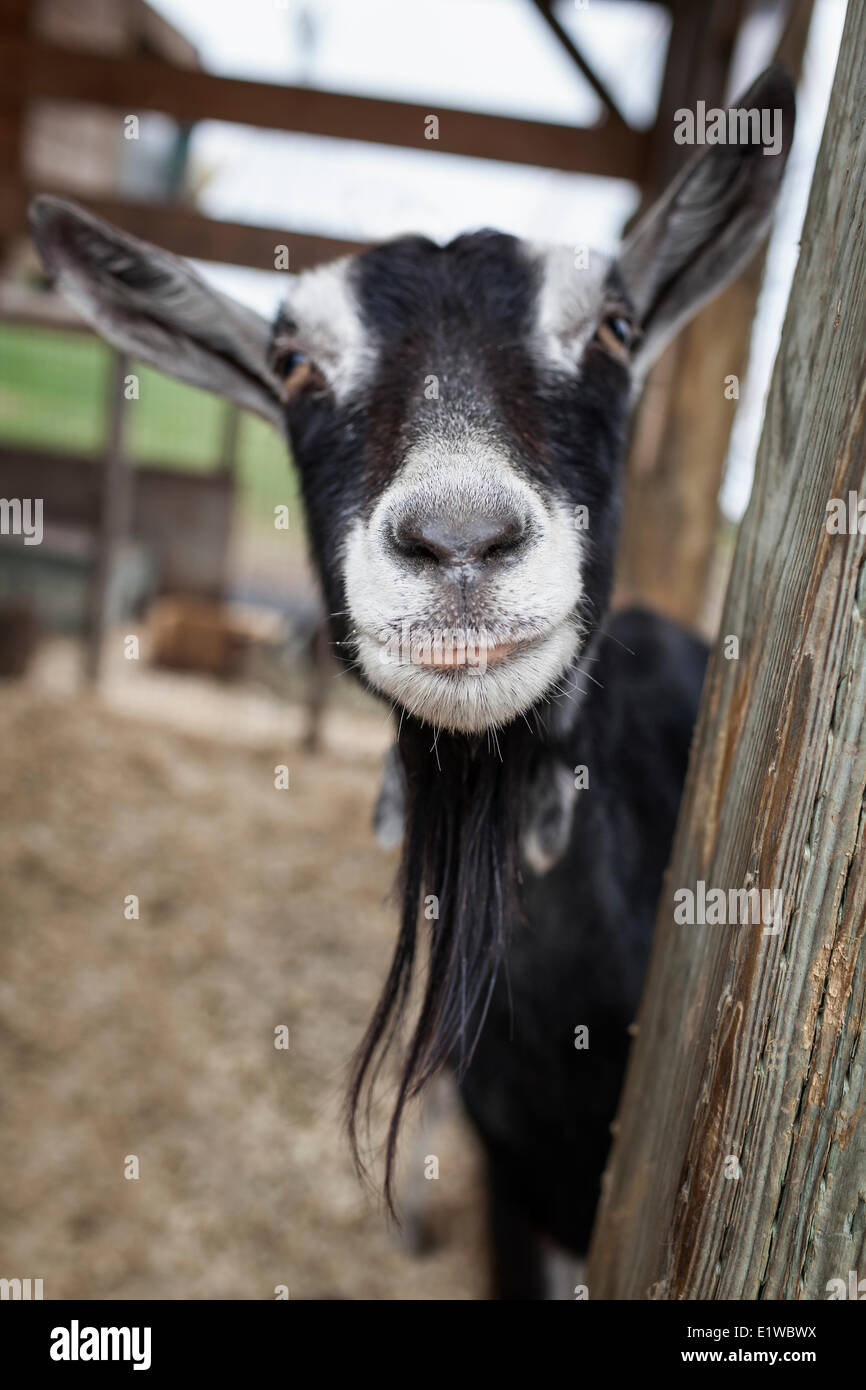 Curious goat, Quebec, Canada Stock Photo - Alamy