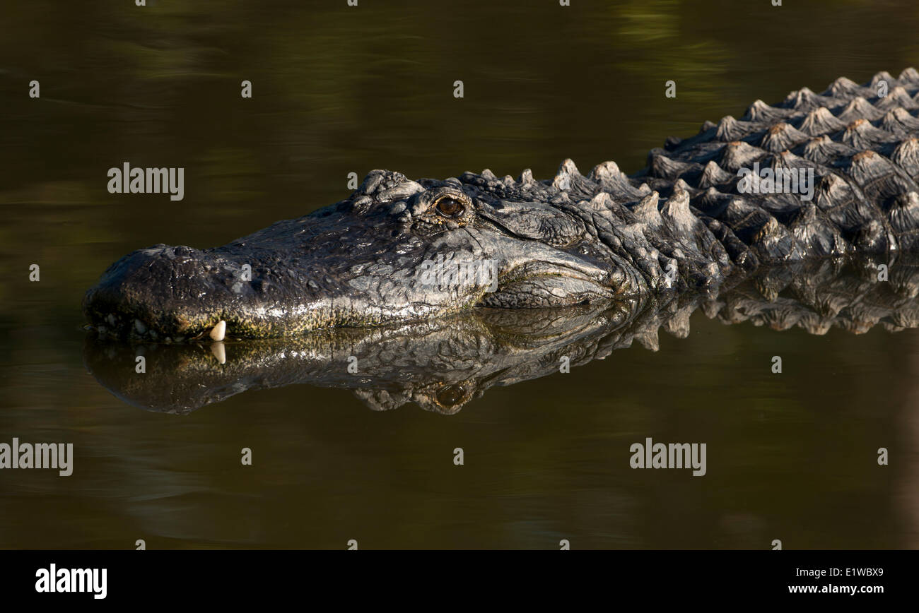 American Alligator (Alligator mississippiensis) - Florida Stock Photo ...