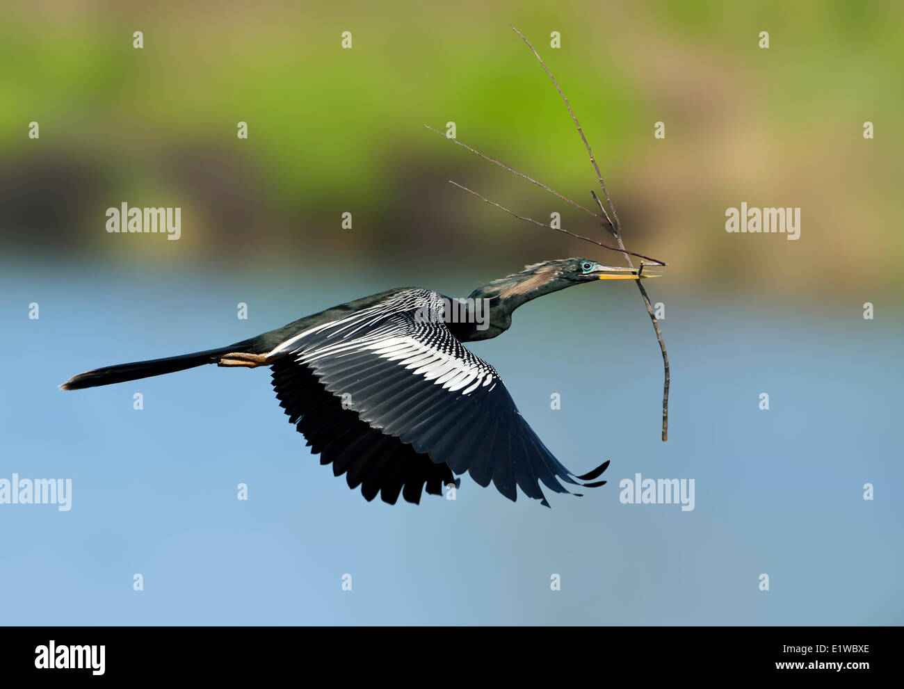 Anhinga (Anhinga anhinga Stock Photo - Alamy