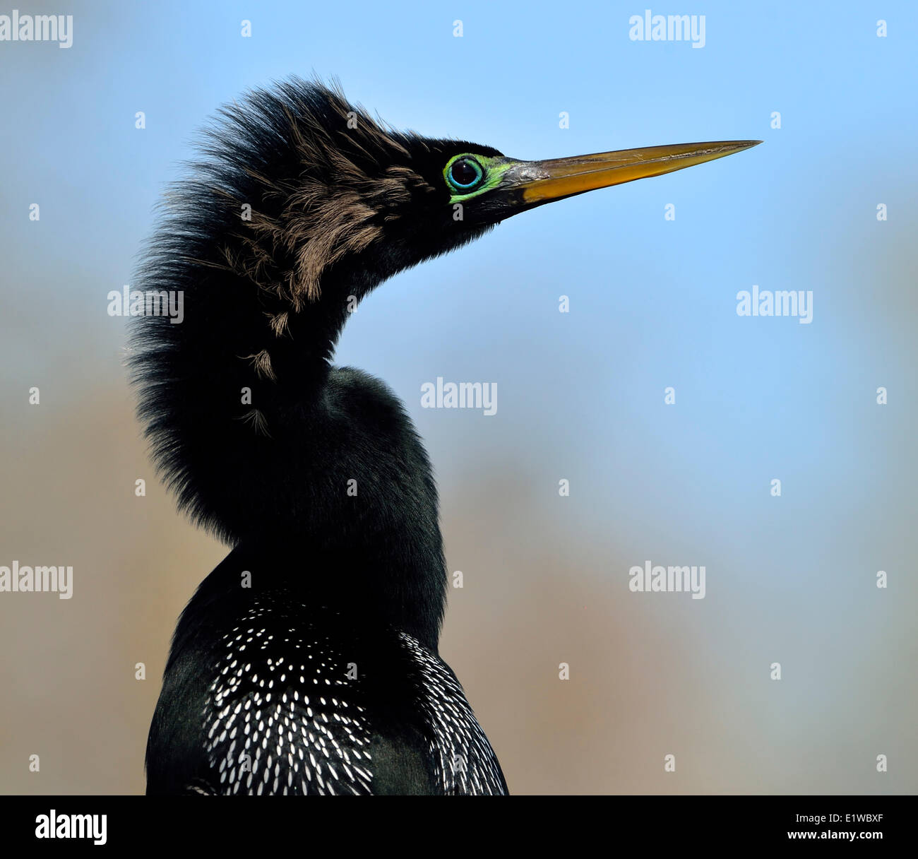 Anhinga (Anhinga anhinga Stock Photo - Alamy