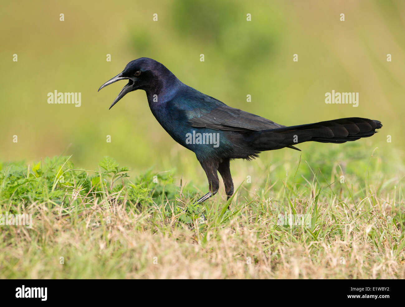 Boat-tailed Grackle (Quiscalus major) - Venetian Gardens, Leesburg ...