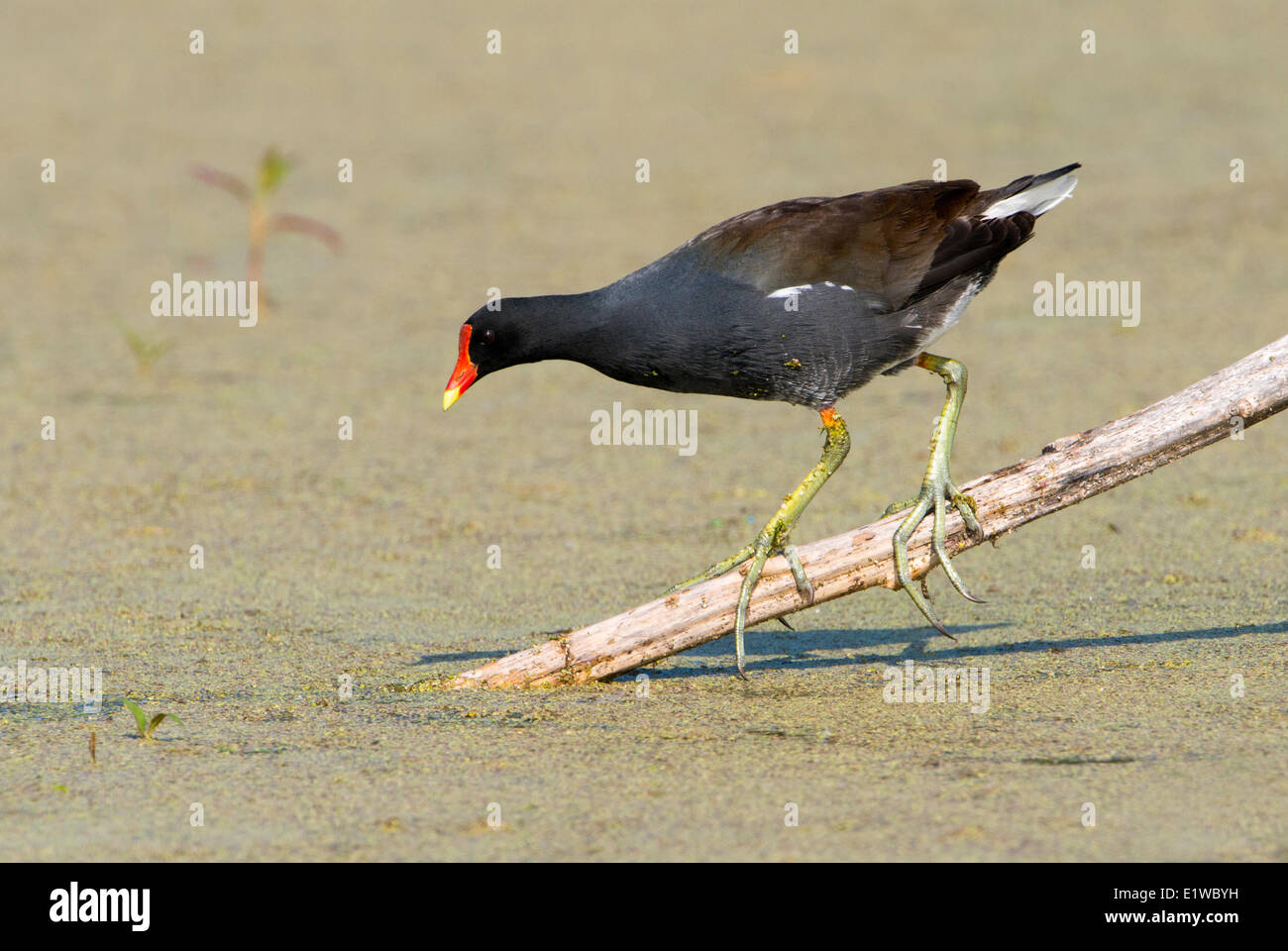 Common Moorhen (Gallinula chloropus) - Circle B Bar Reserve, Florida ...