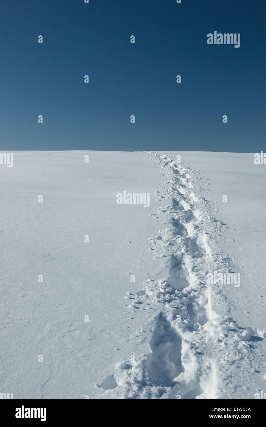 Snowshoe tracks in oro medonte hi-res stock photography and images - Alamy