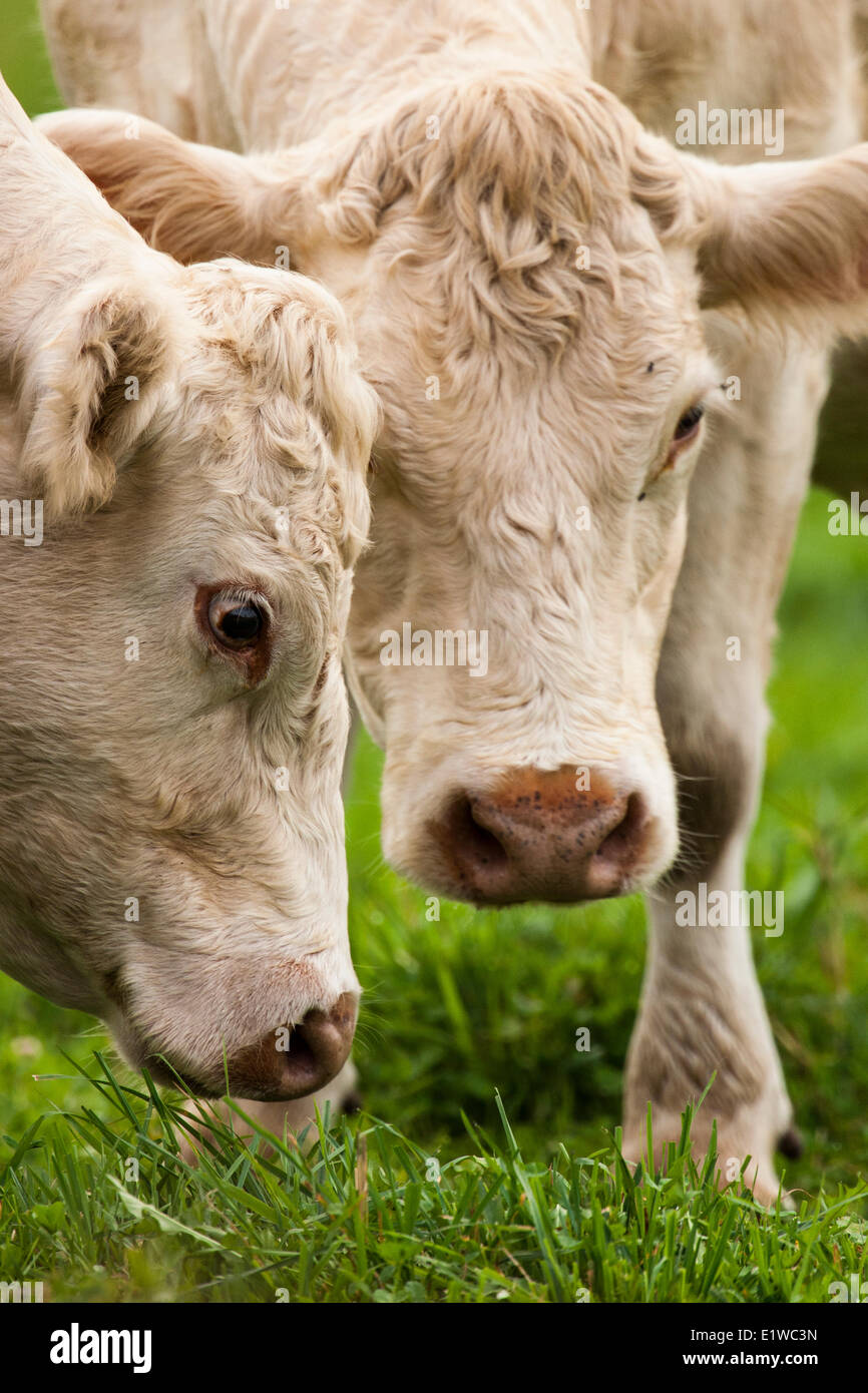 Charolais cattle (Bos taurus) a beef breed cattle which originated in ...