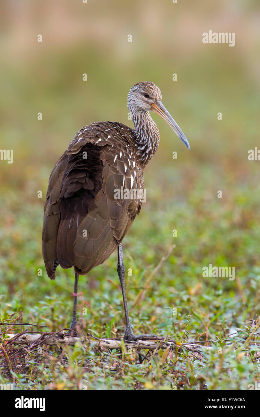 Limpkin (Aramus guarauna) - Circle B Bar Reserve, Florida Stock Photo ...