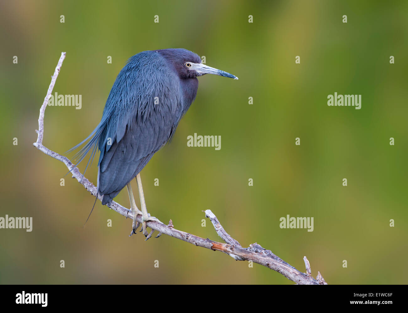 Little Blue Heron (Egretta caerulea)- Florida Stock Photo - Alamy