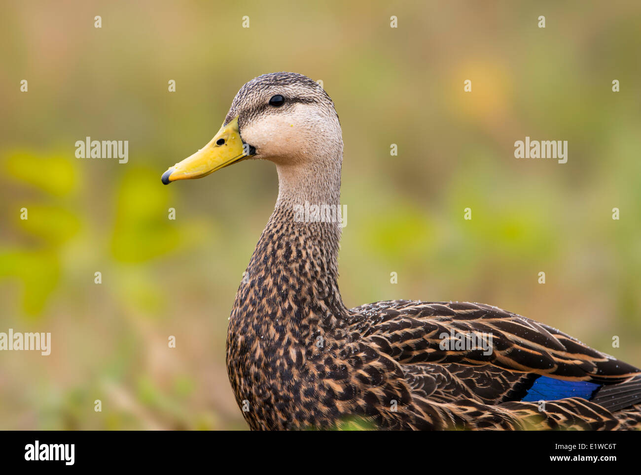Mottled Duck (Anas fulvigula) - Florida Stock Photo - Alamy
