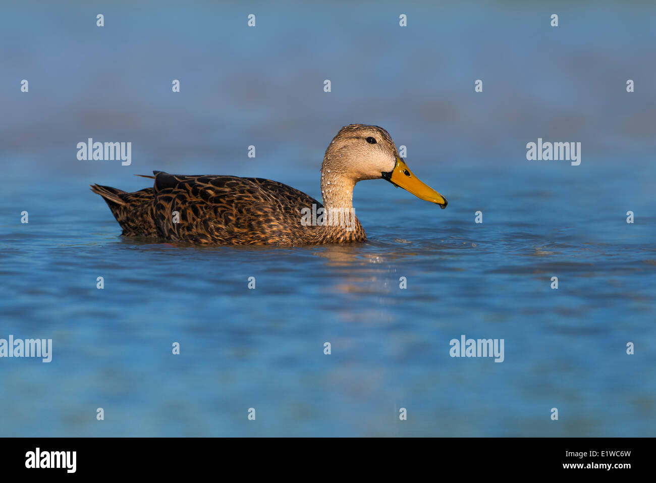 Mottled duck hi-res stock photography and images - Alamy