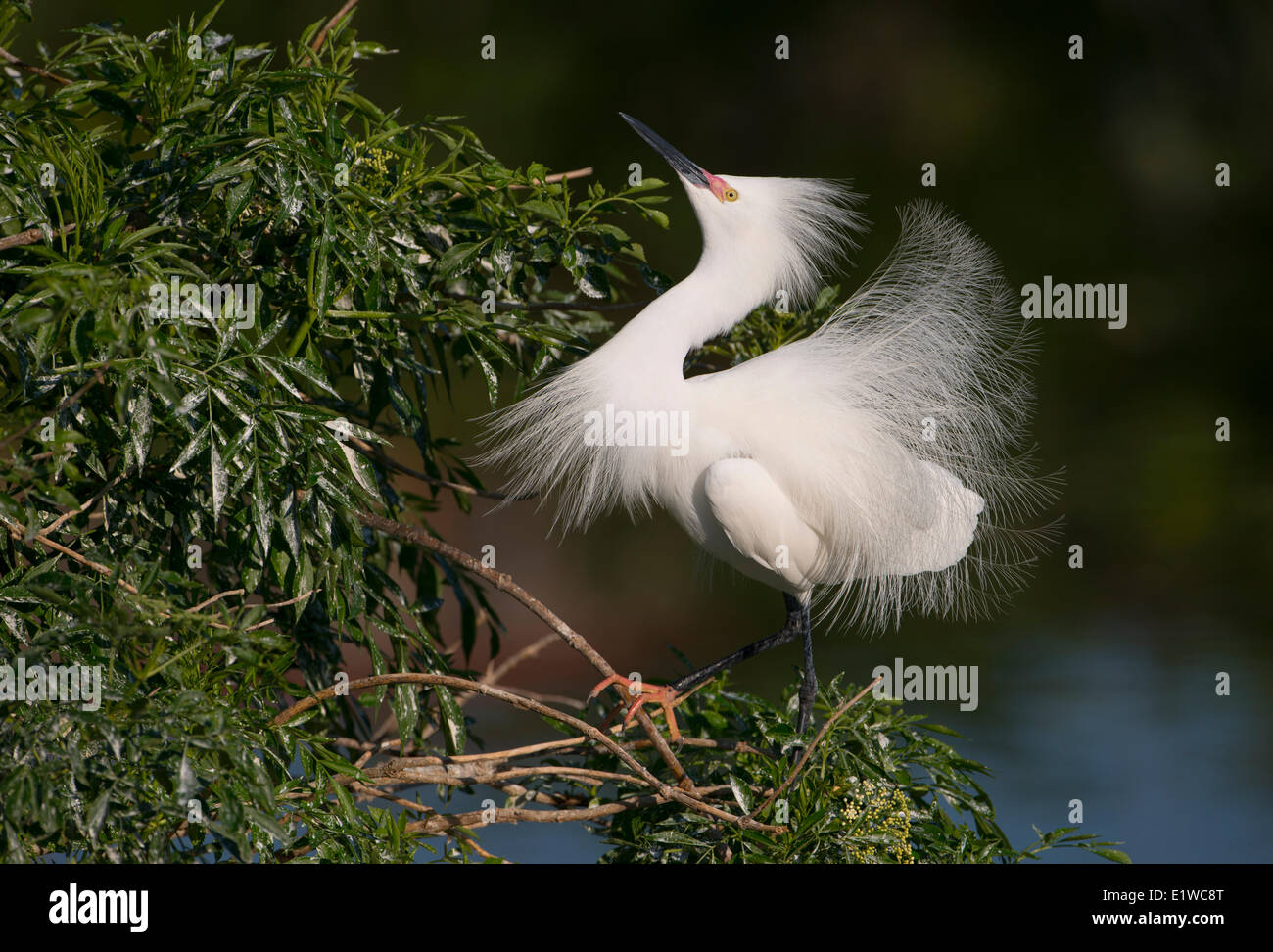 Perch snowy egret tree hi-res stock photography and images - Alamy