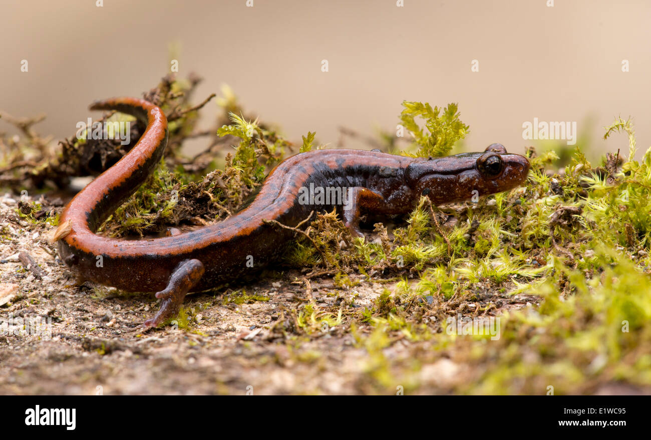 Northern red backed salamander hi-res stock photography and images - Alamy