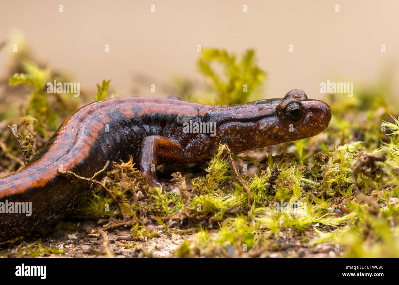 Western Red-backed Salamander (Plethodon vehiculum) - Goldstream ...