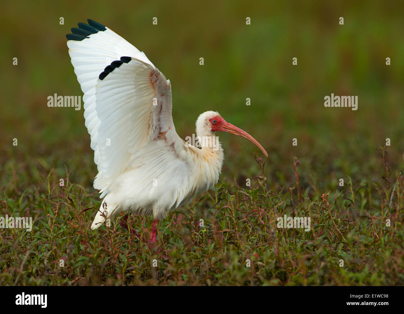 Wite Colour High Resolution Stock Photography and Images - Alamy