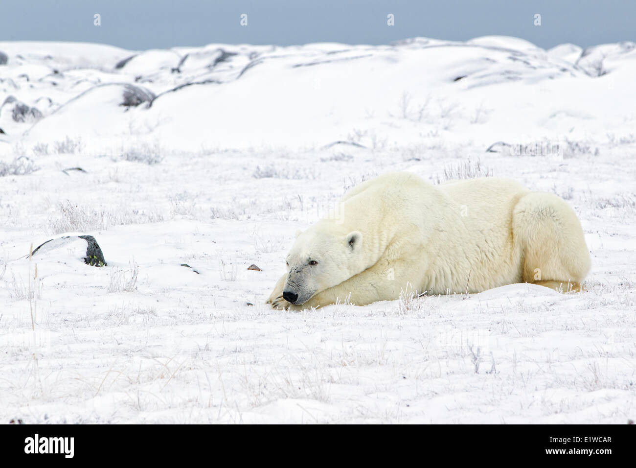 Canada churchill polar bear hi-res stock photography and images - Alamy