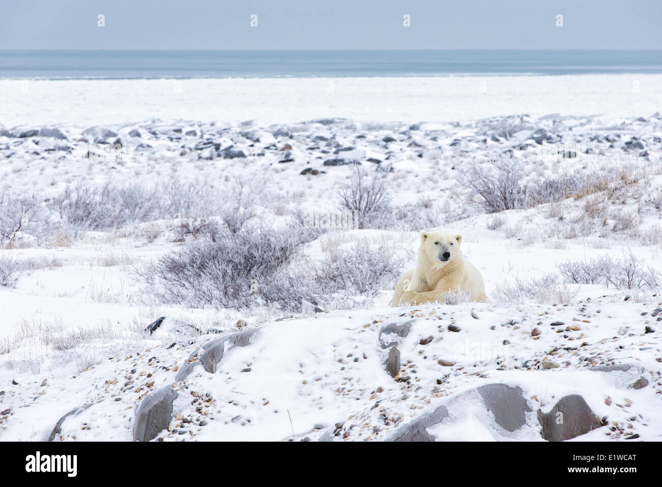Polar bear manitoba churchill hi-res stock photography and images - Alamy