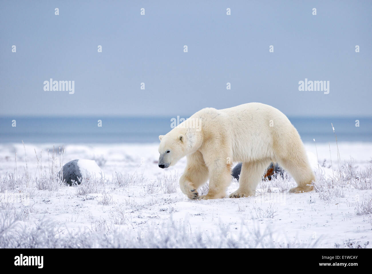 Churchill manitoba polar bear hi-res stock photography and images - Alamy