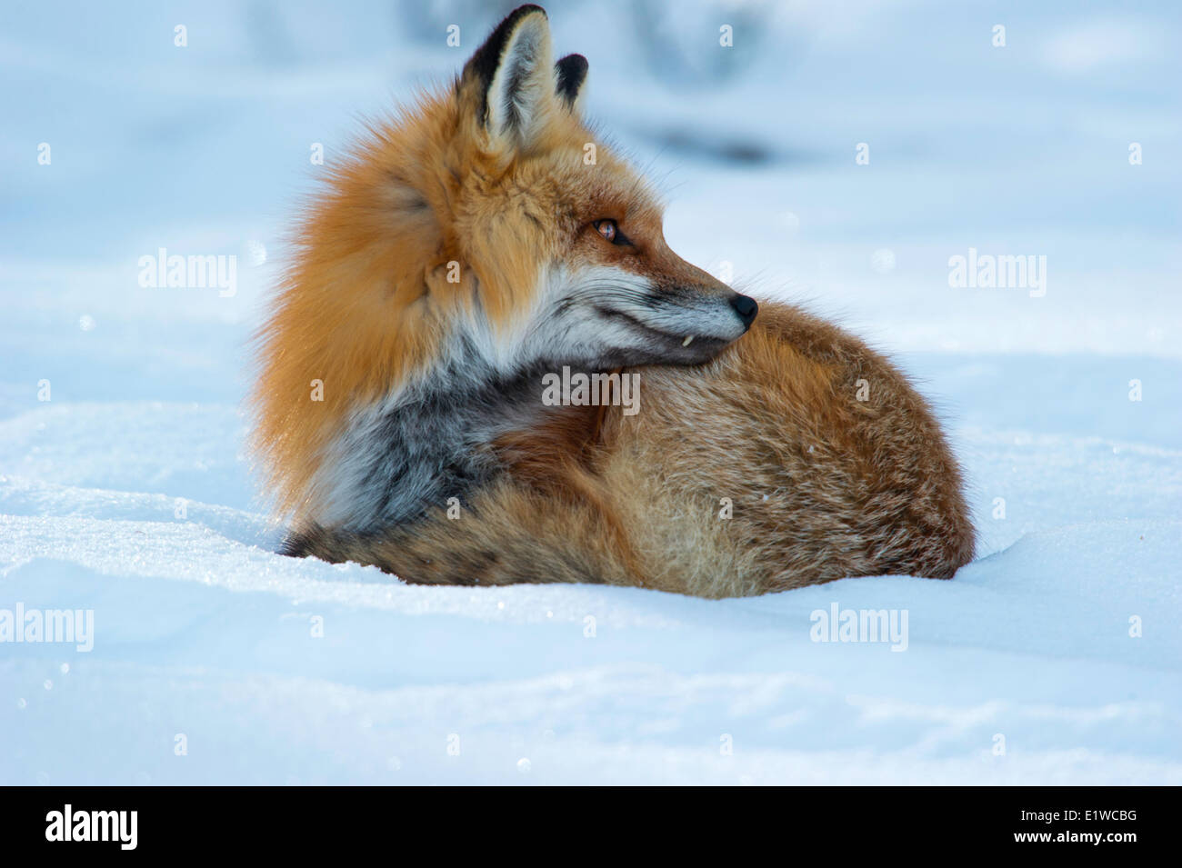 Red fox (Vulpes vulpes), Yellowstone National Park, Wyoming, United ...