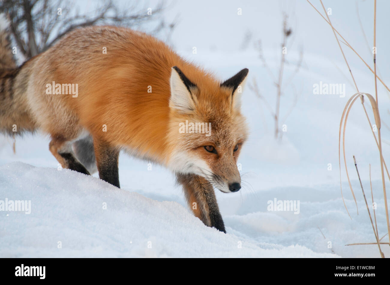 Red fox (Vulpes vulpes), Yellowstone National Park, Wyoming, United ...