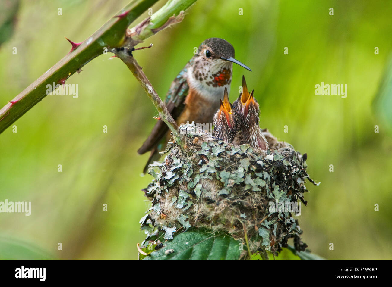 Humming birds nest hi-res stock photography and images - Alamy