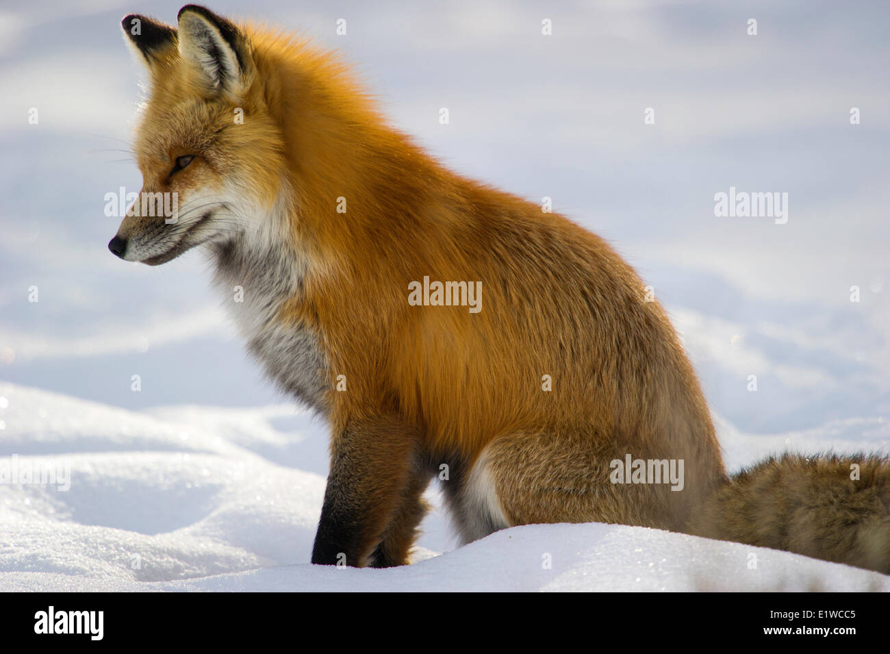 Red fox (Vulpes vulpes), Yellowstone National Park, Wyoming, United ...