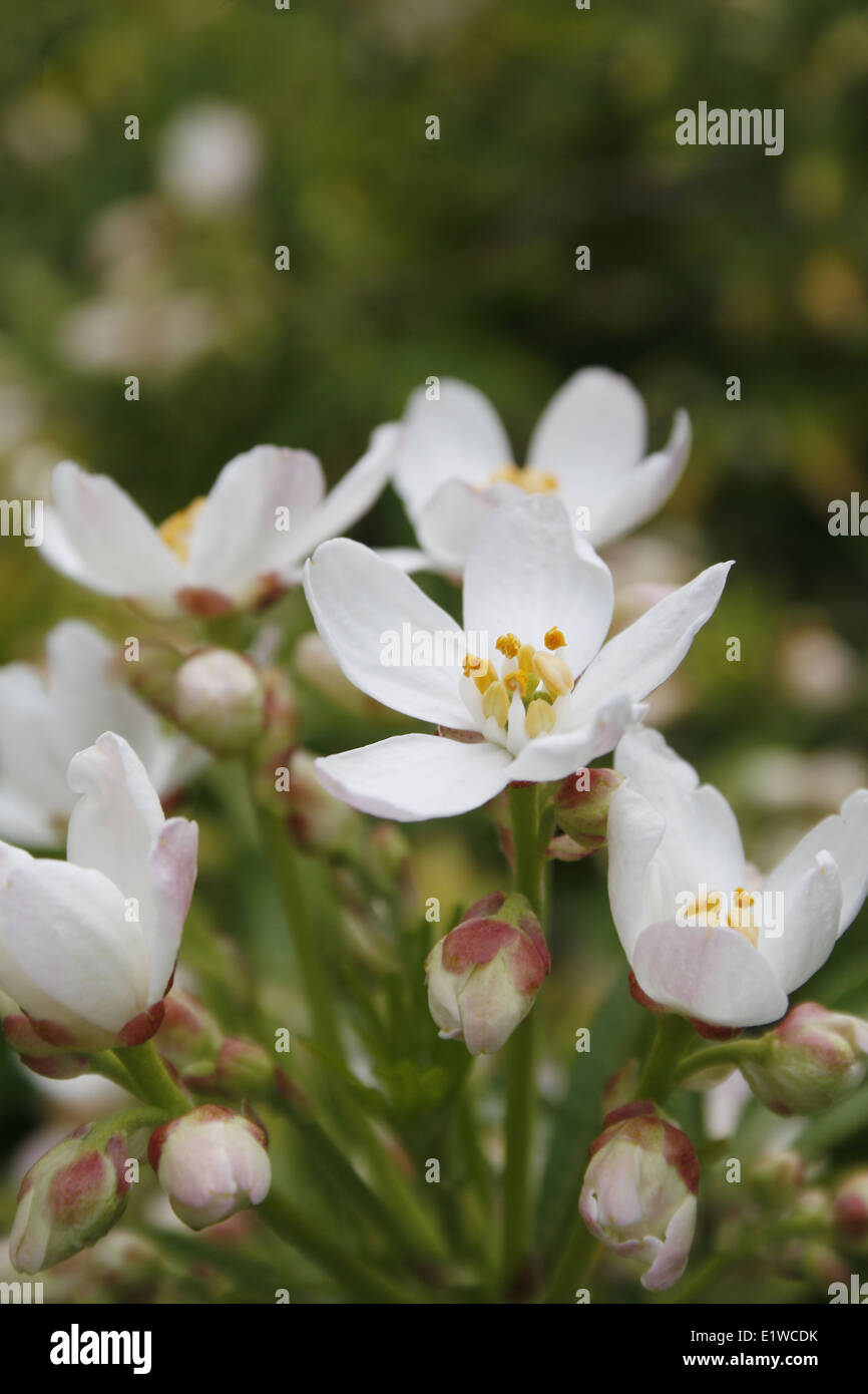 Choisya hi-res stock photography and images - Alamy