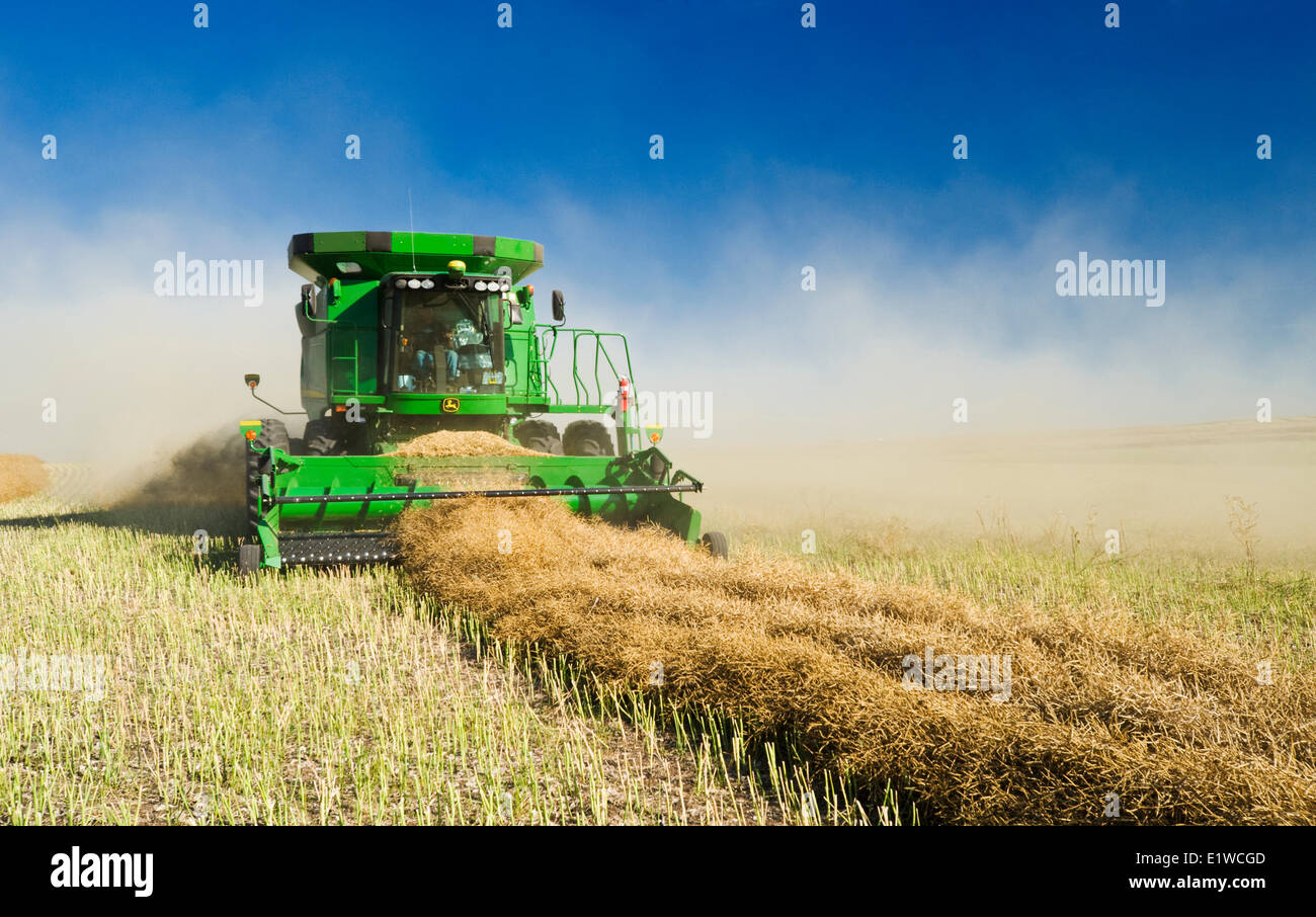 a combine harvester works in a swathed canola field, near Kamsack ...