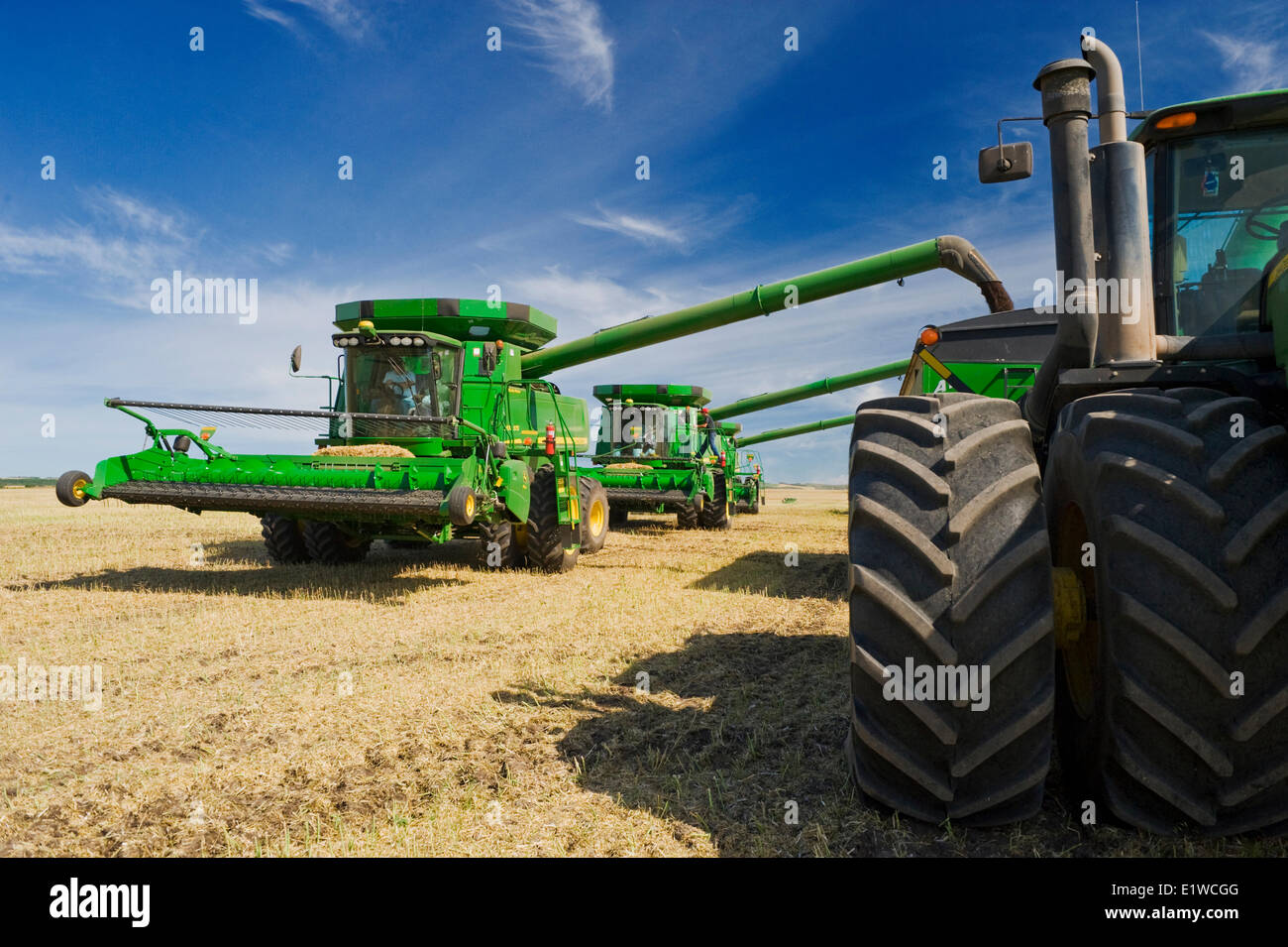 combine harvesters line up to empty canola into grain wagons during the ...