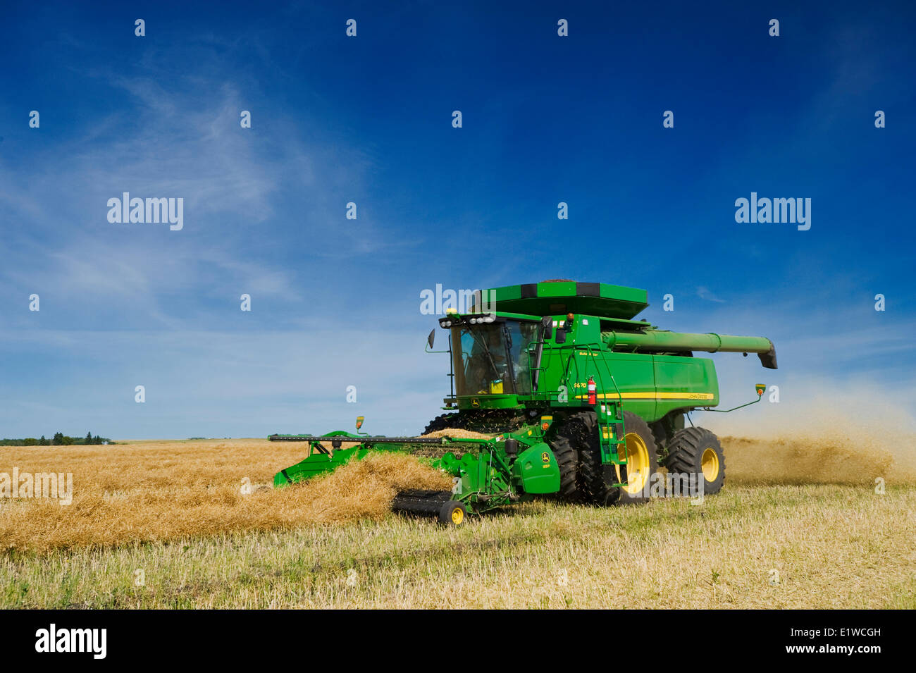 a combine harvester works in a swathed canola field, near Kamsack ...