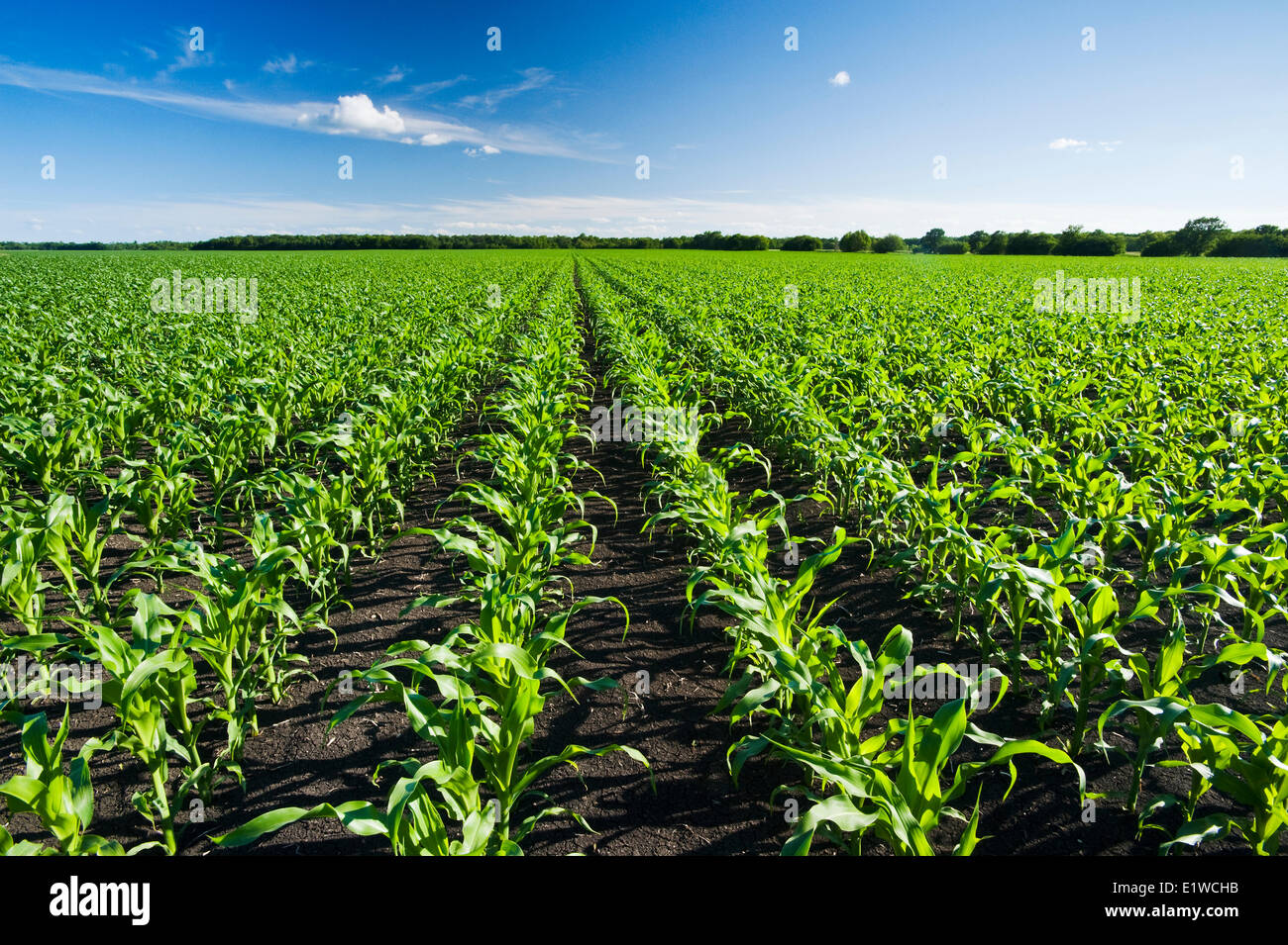 a field of feed/grain corn stretches to the horizon, near Dugald ...