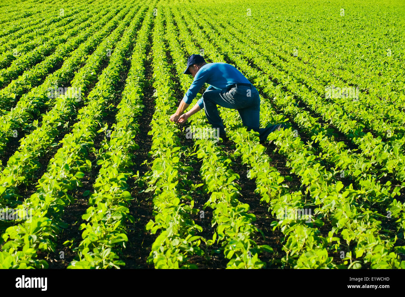 Farmer in a early growth soybean field hi-res stock photography and ...