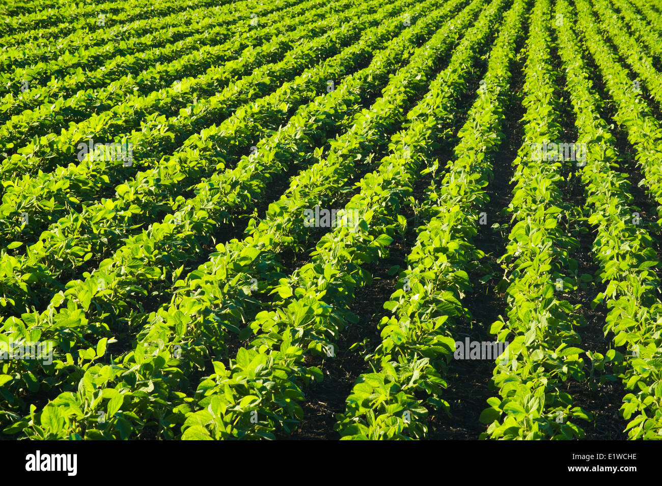 early growth soybean field near Lorette, Manitoba, Canada Stock Photo ...